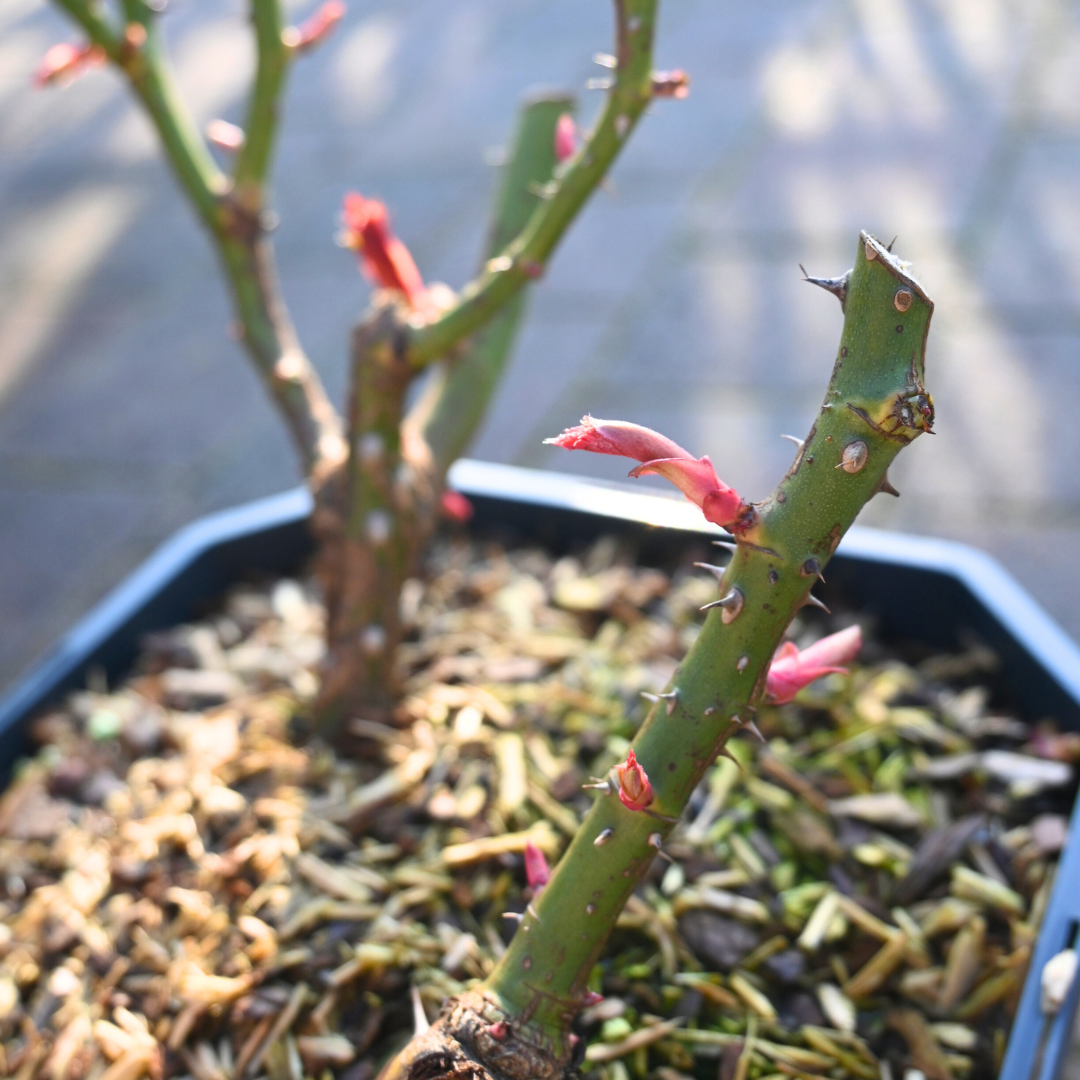 How to Prune Roses in Winter | Haddenham Garden Centre